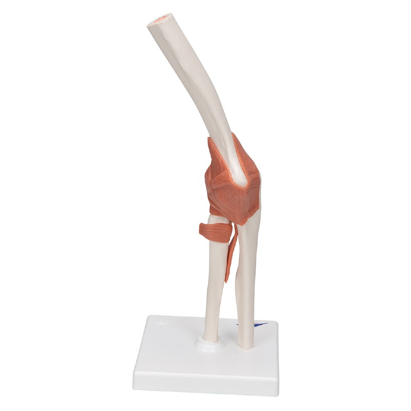 Functional Elbow Joint Model w/ Ligaments | Health and Care